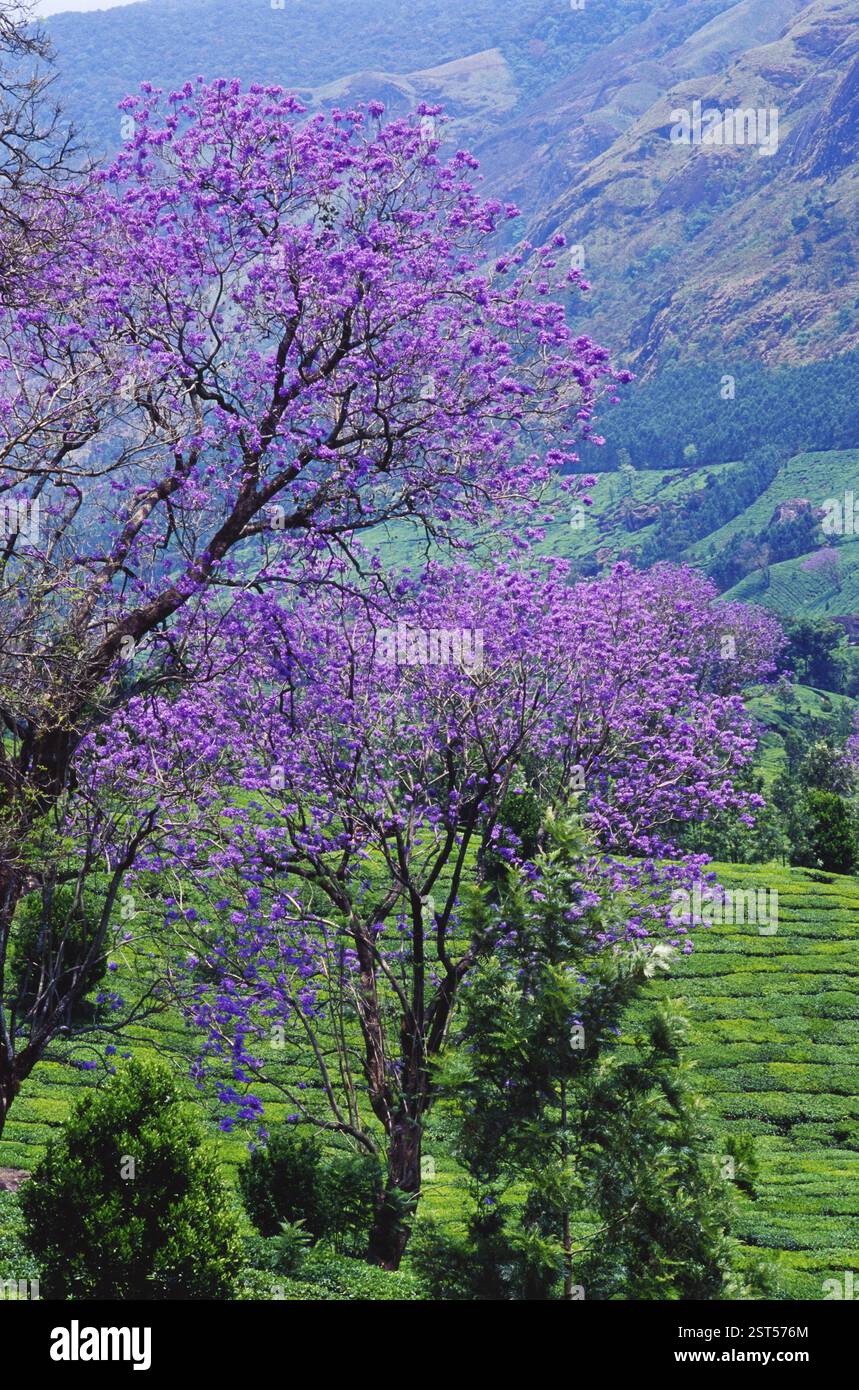 Jacaranda cultivation hi-res stock photography and images - Alamy