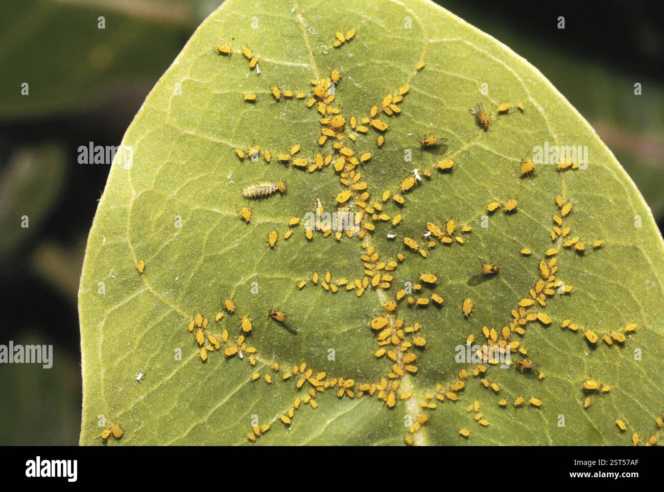 Insects, Aphids, Greenfly or plant lice (Crop pests Stock Photo - Alamy