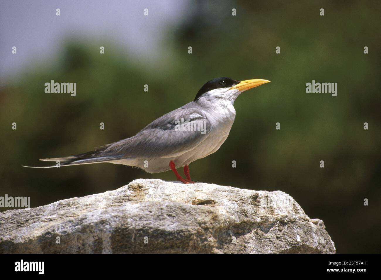 Birds, River Tern Sterna aurantia, Ranganathitoo Bird Sanctuary, Mysore ...