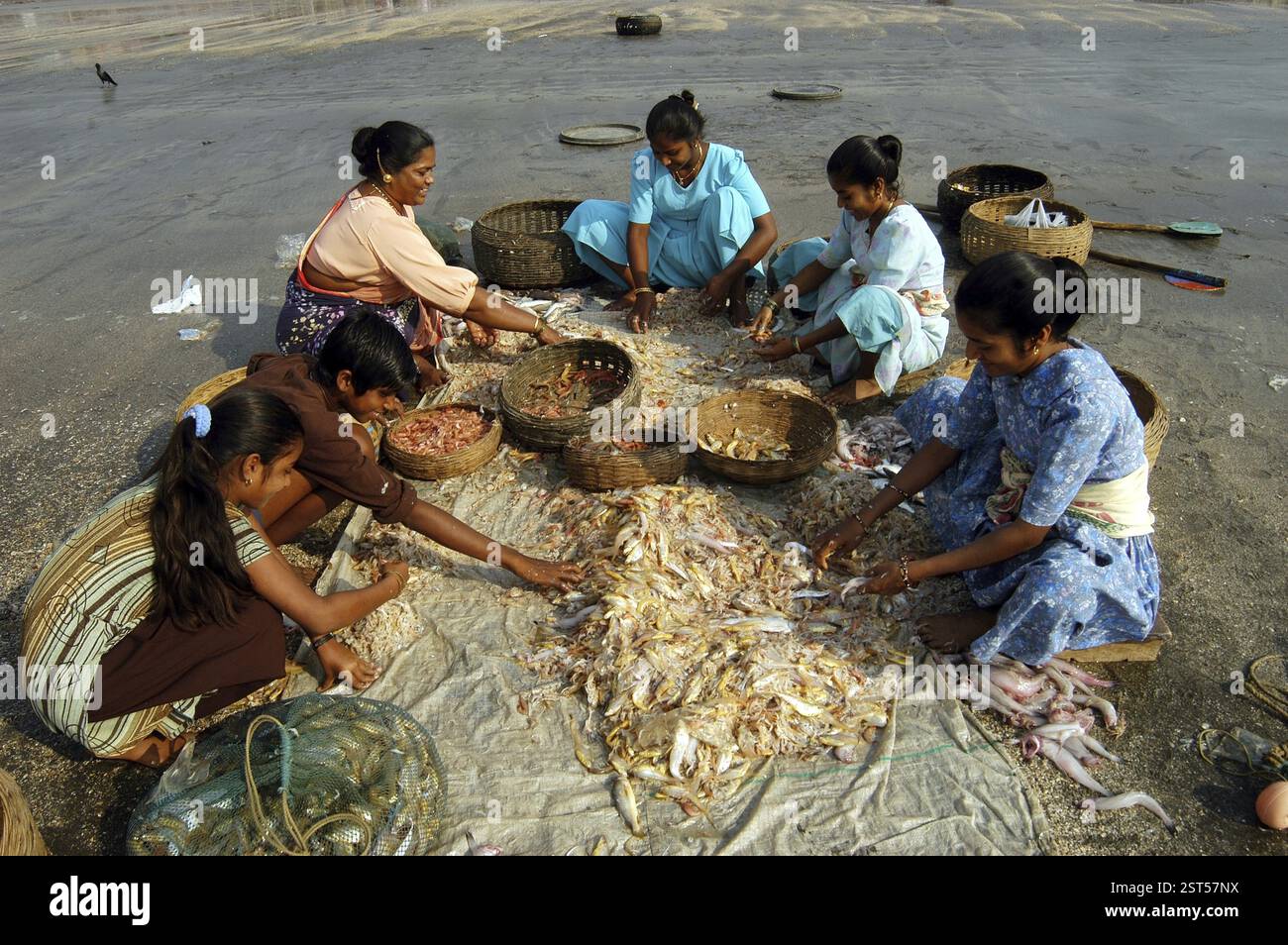 South Asian Indian fisherwomen sorting different varieties of fish for ...