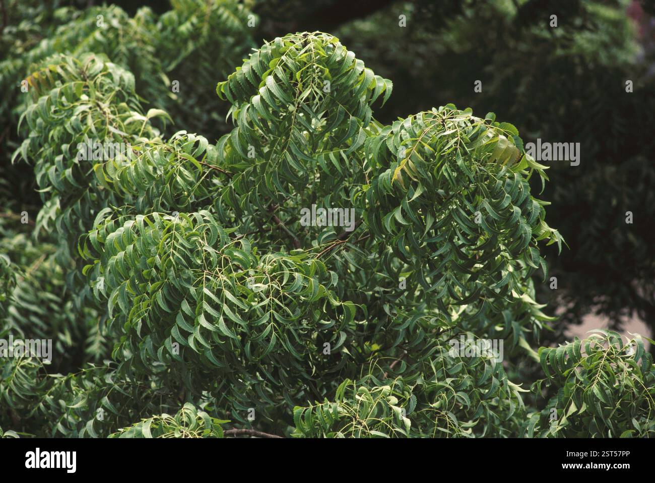 Neem tree (azadirachta indica), india Stock Photo - Alamy