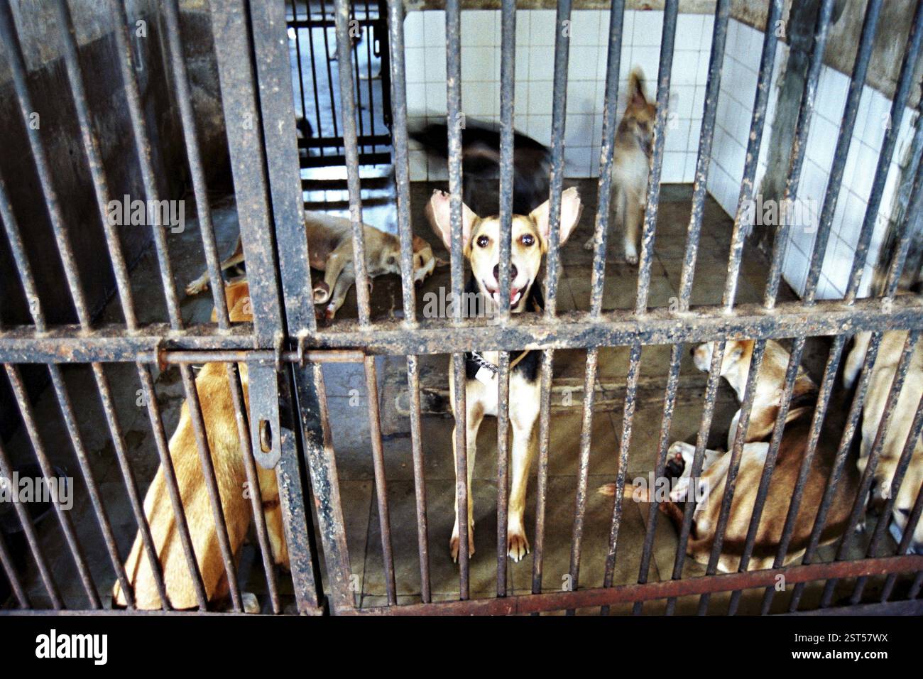 Welfare of stray dogs, a Bombay based NGO takes care of stray dogs in ...