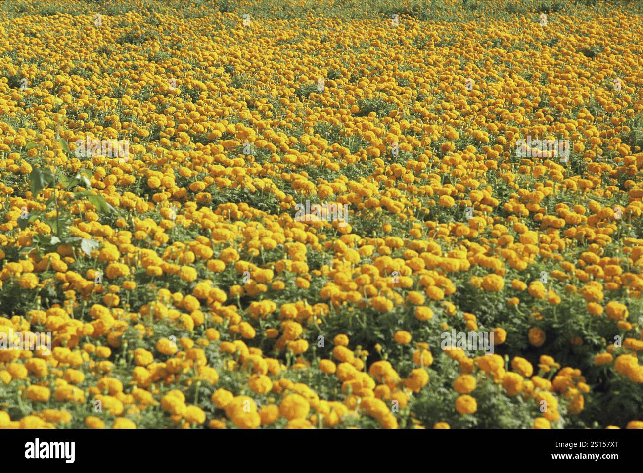 Large group of Merry Gold flowers growing in a field near Calcutta west ...