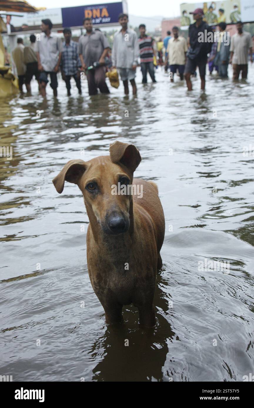 Dog in flood waters hi-res stock photography and images - Alamy