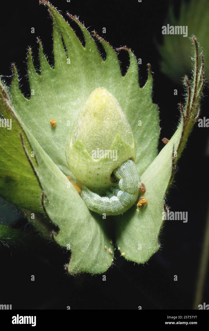 American boll worm on cotton causes an yearly loss of 1000 crores of ...