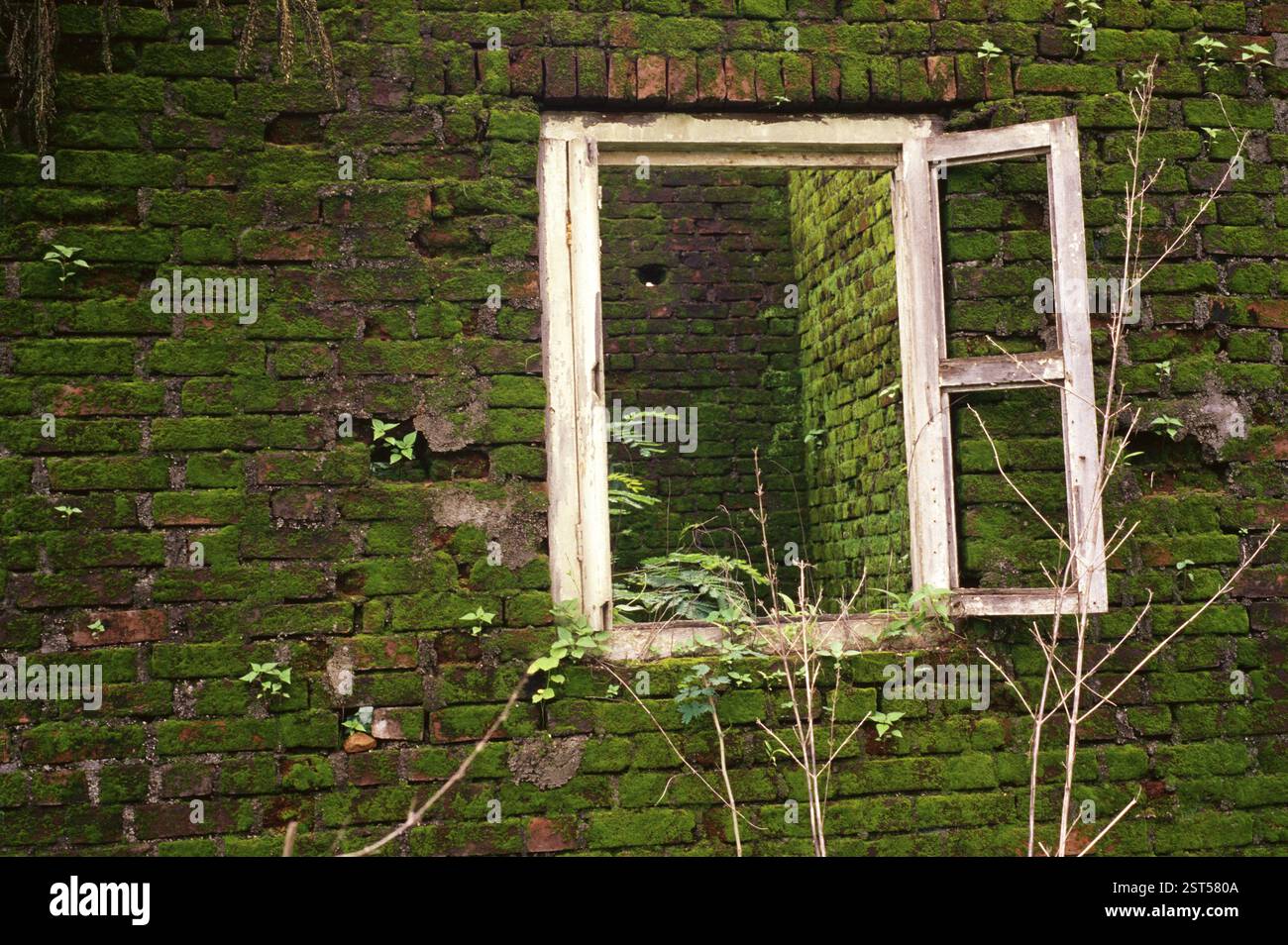 Moss through broken window, Karjat, Maharashtra, India, Asia Stock ...