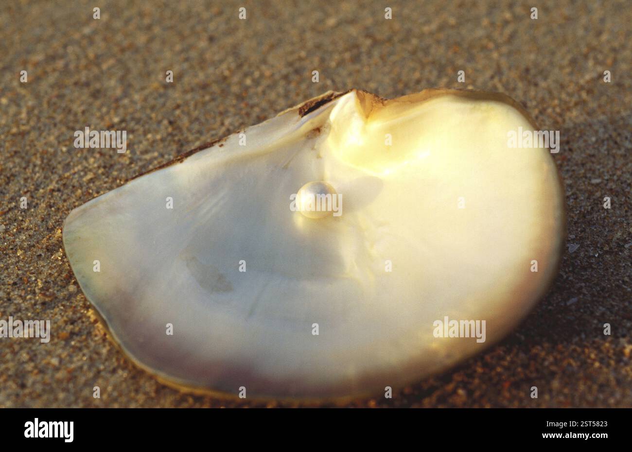 Pearl in shell, india Stock Photo - Alamy