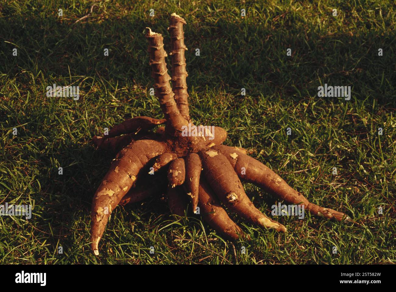 Tapioca vegetable hi-res stock photography and images - Alamy