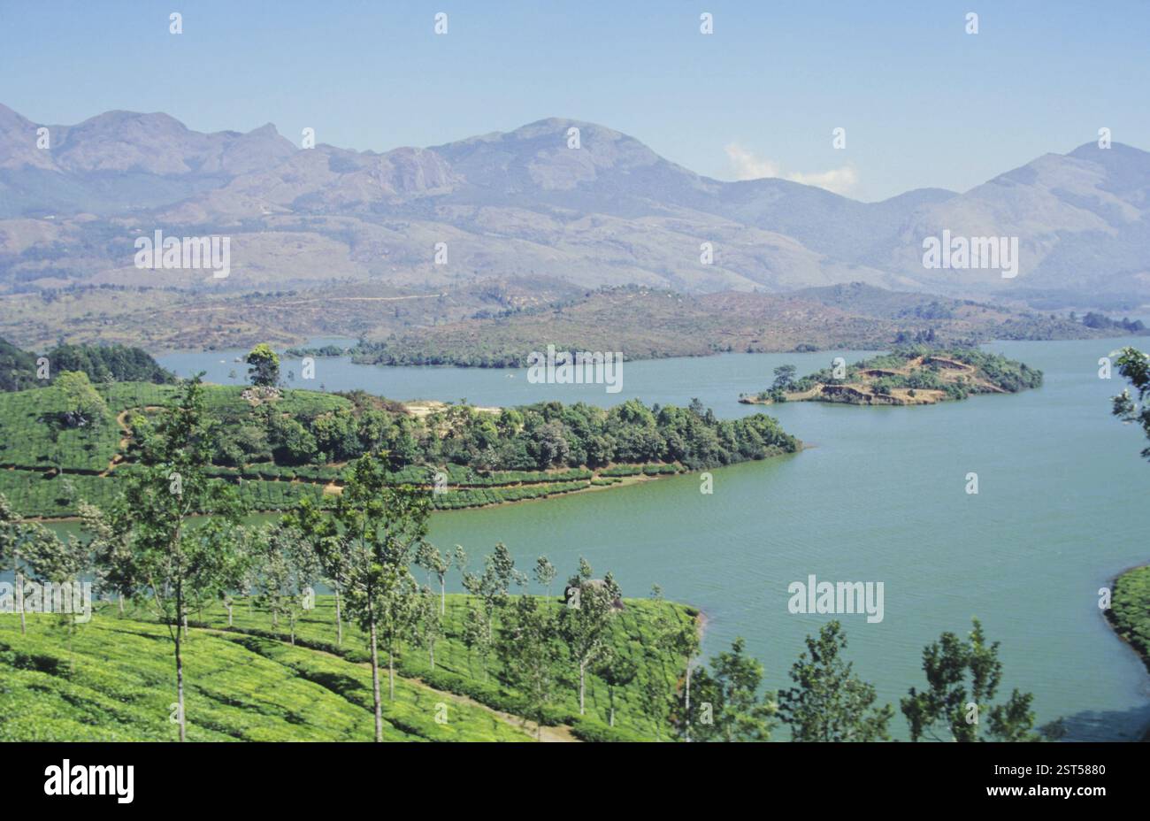 Tea Estate at Munnar, Kerala, India, Asia Stock Photo - Alamy