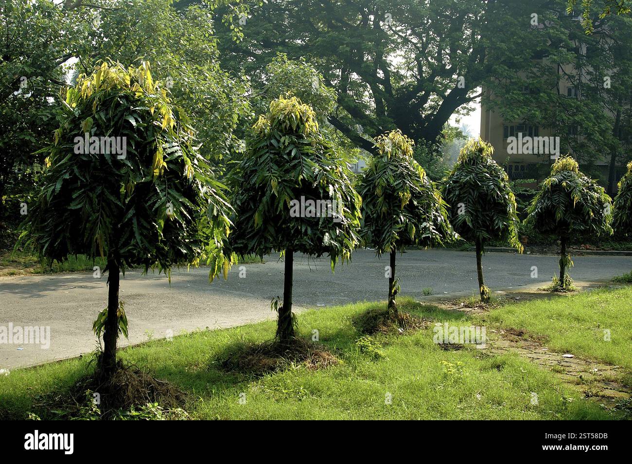 Five Ashoka Trees (Saraca asoca) well shaped and cut in garden, India ...