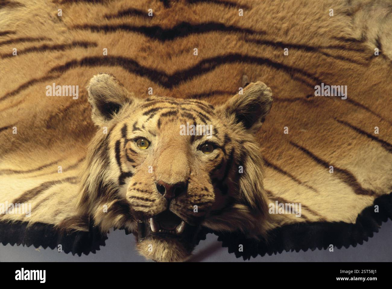 Trophy of Tiger Head Stock Photo - Alamy