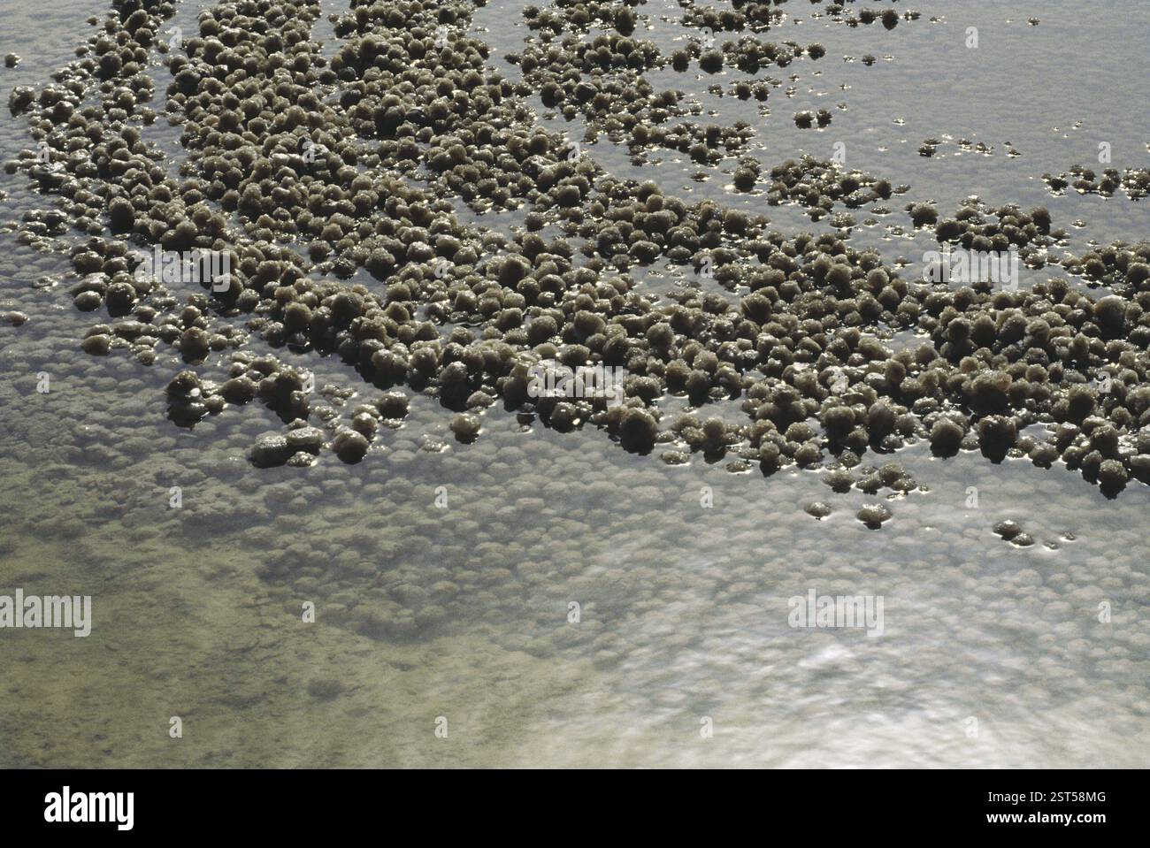 Salt plant, salt crystal formation, little rann of kutch, gujarat ...