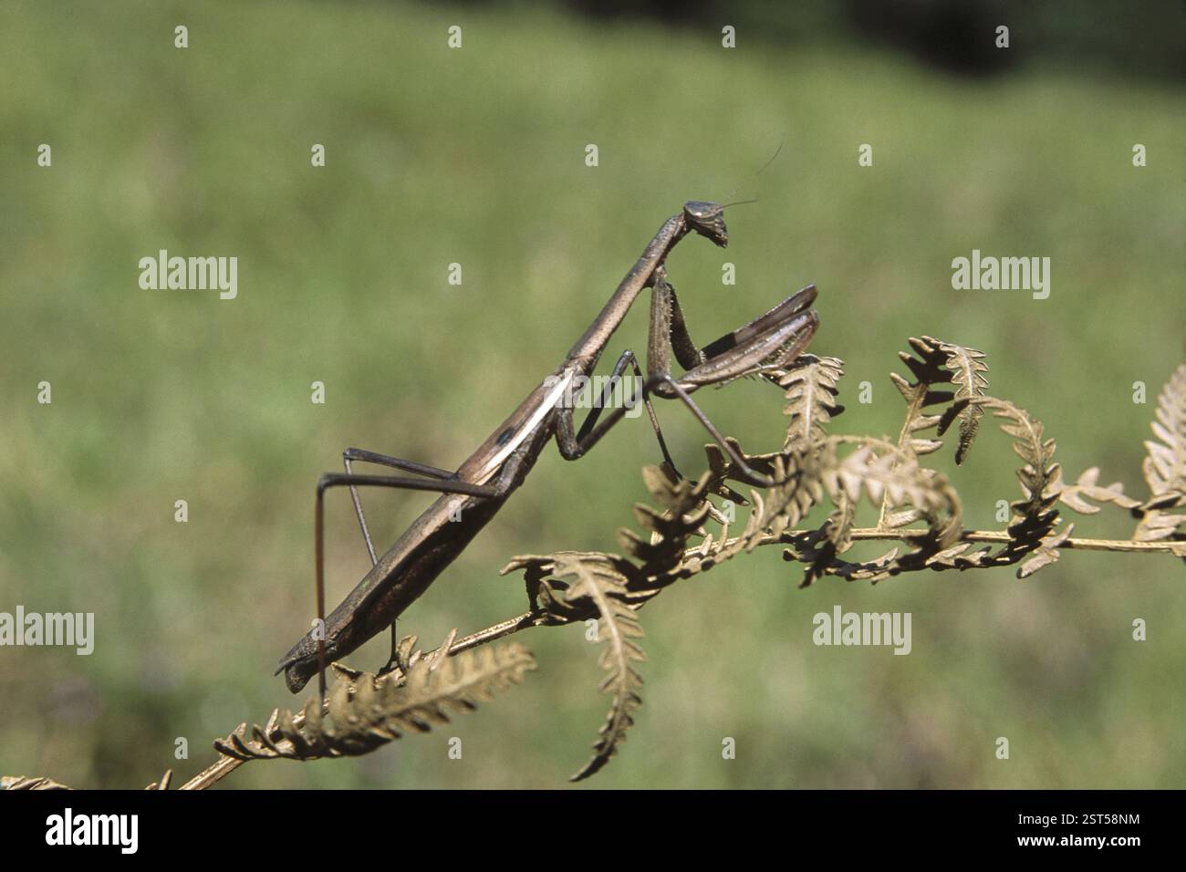 Insects, Praying Mantis, Kudremukh, India, Asia Stock Photo - Alamy