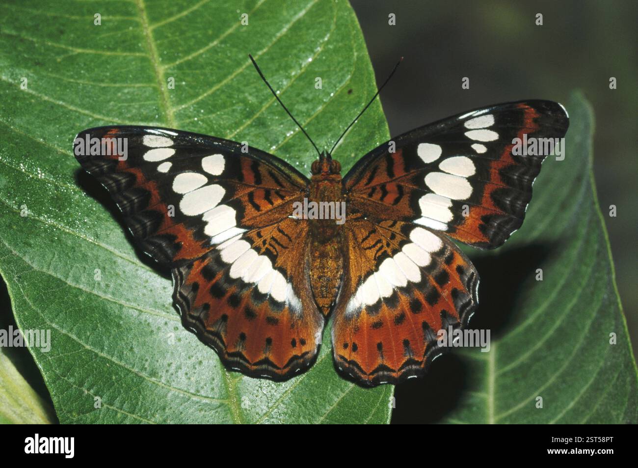 Insects, Butterfly, Commander Moduza Procris Stock Photo - Alamy