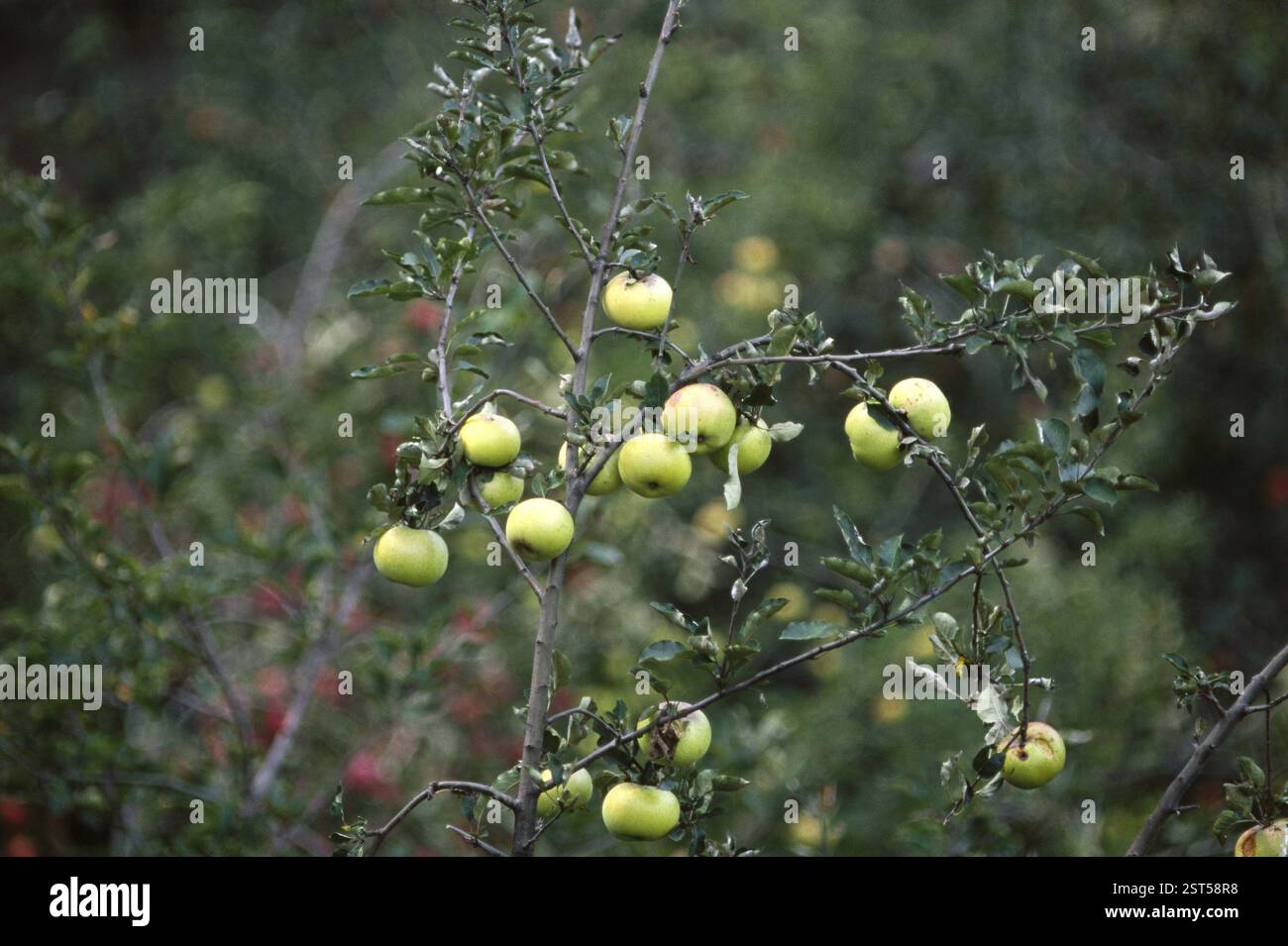 Fruits, Apples growing, bharmour, chamba, himachal pradesh, india Stock ...