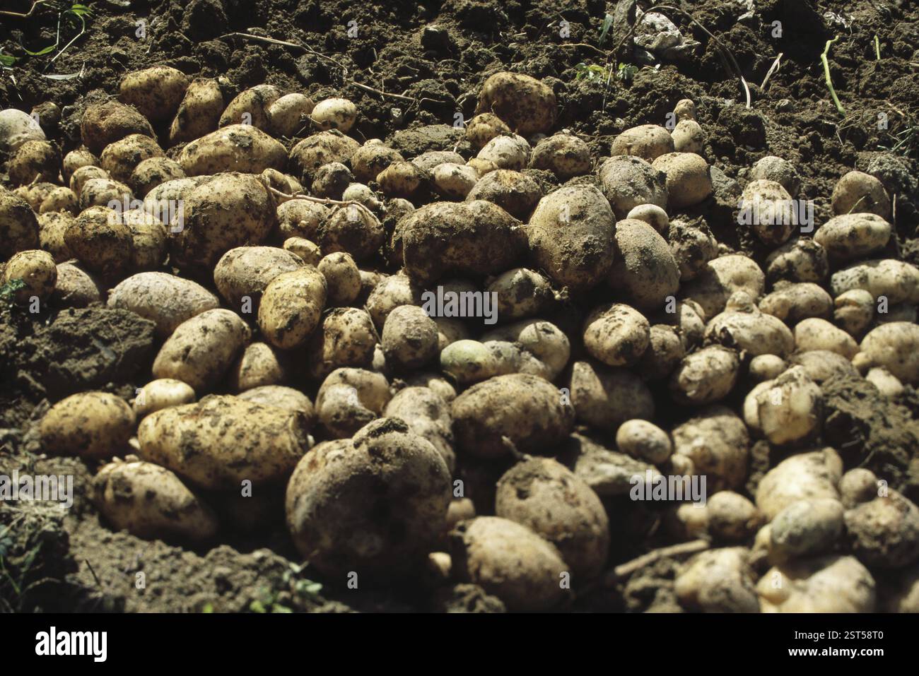 Vegetable, potatoes, bharmour, chamba, himachal pradesh, india Stock ...