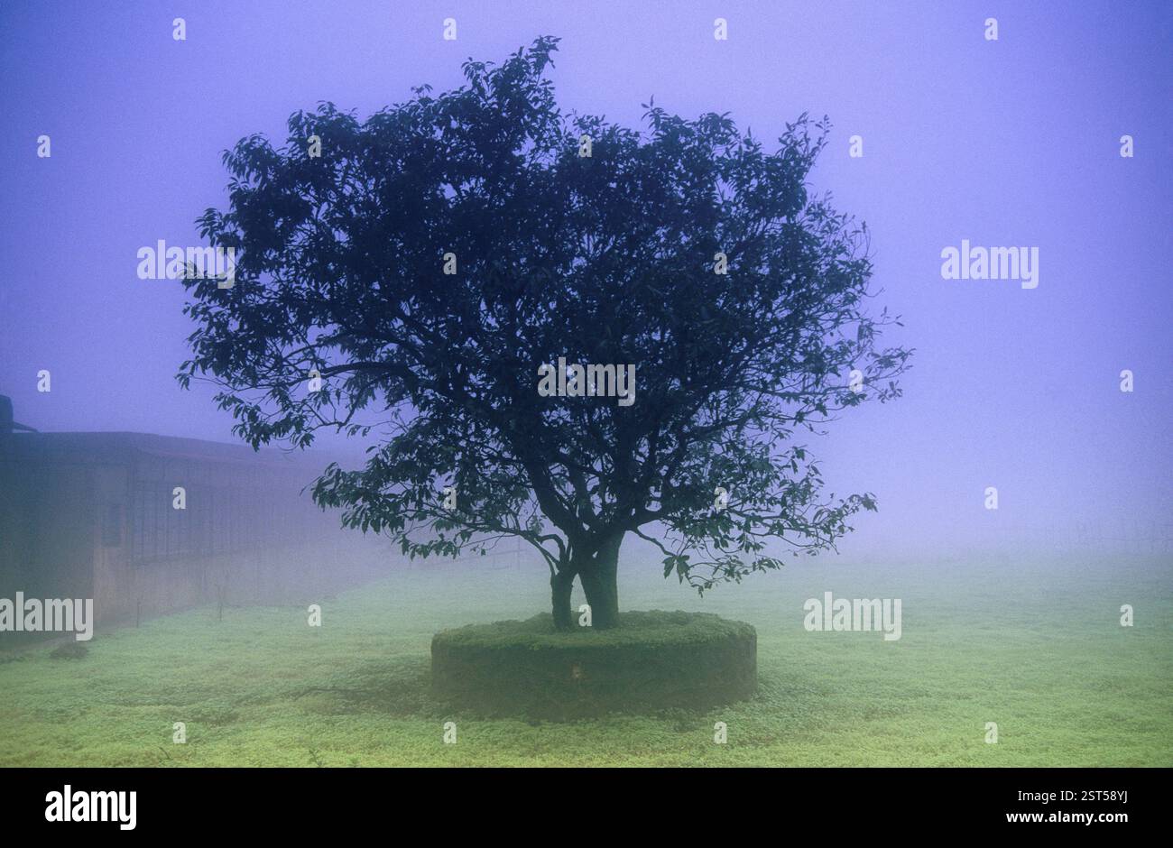 Trees in mist, malshej ghat, maharashtra, india Stock Photo - Alamy