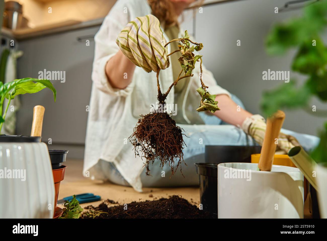 Woman wearing gardening gloves holding plant with exposed roots during ...