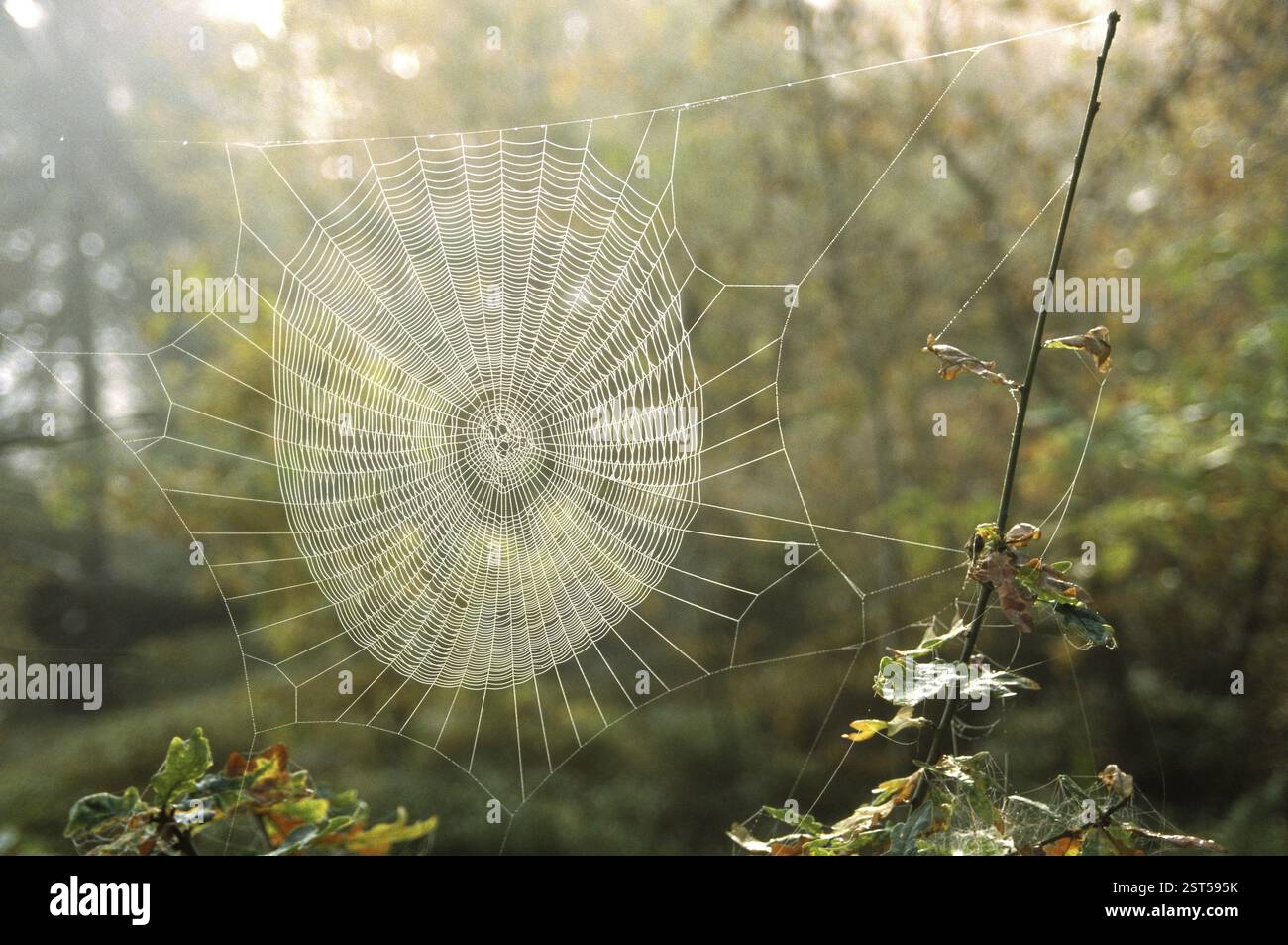 Empty Cobweb, Spider dwelling Stock Photo - Alamy