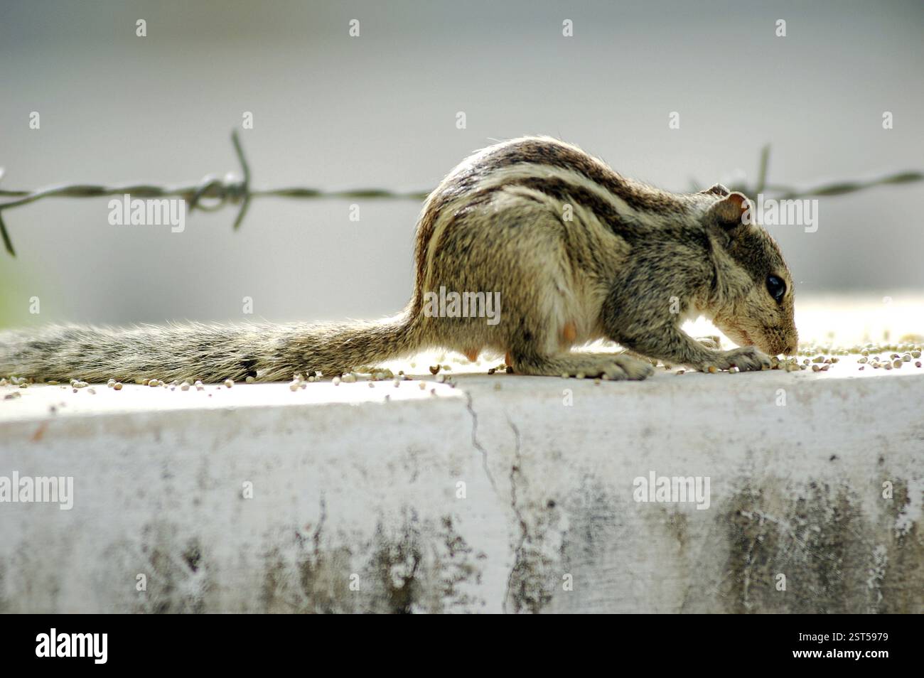 Squirrel eating (five palm Squirrel Funambulus pennanti Stock Photo - Alamy