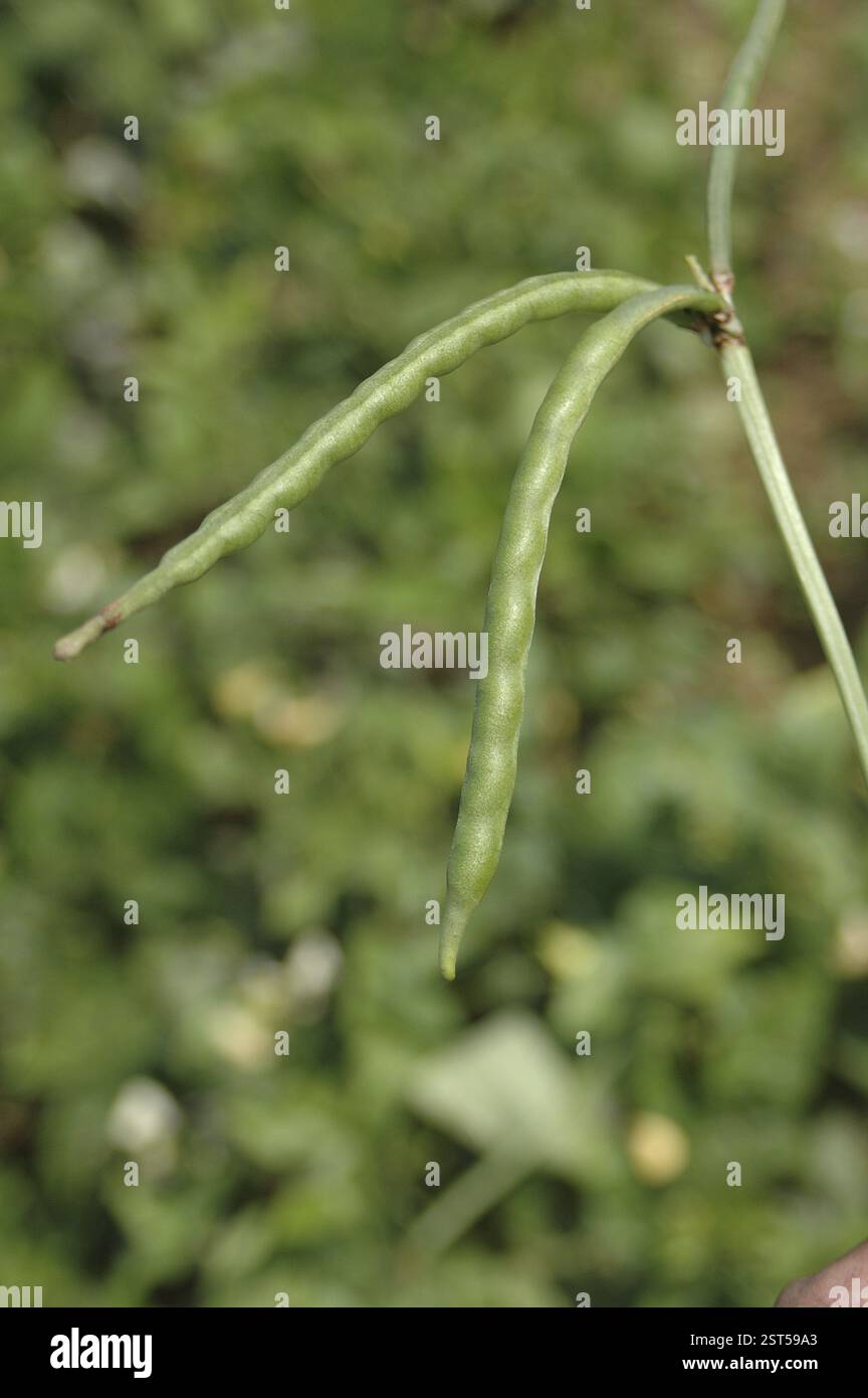 Vegetable, Chavli, Black Eye Beans, Chavli ki Seng, Botanical Name ...