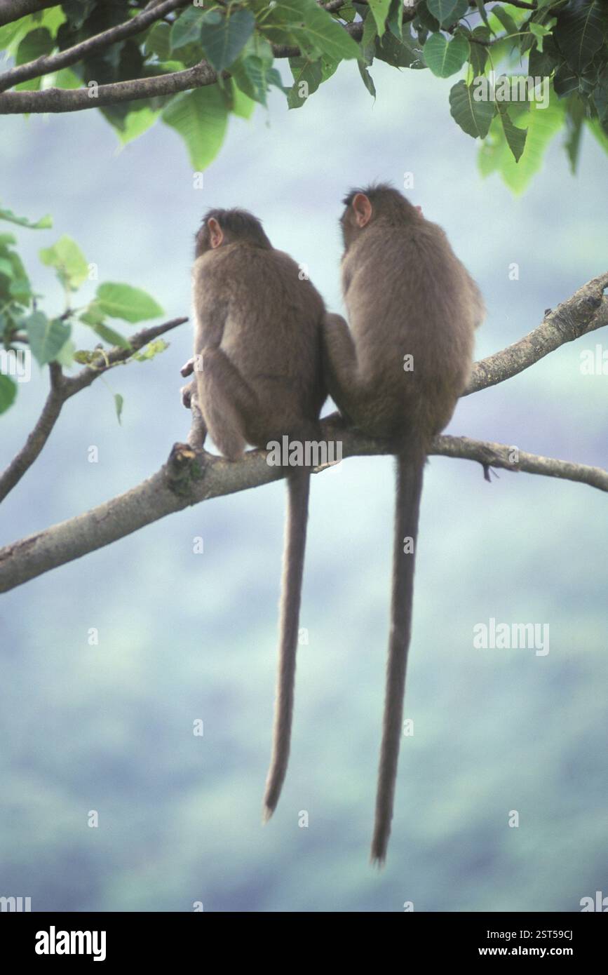 Monkey pair sitting on a tree branch Stock Photo - Alamy
