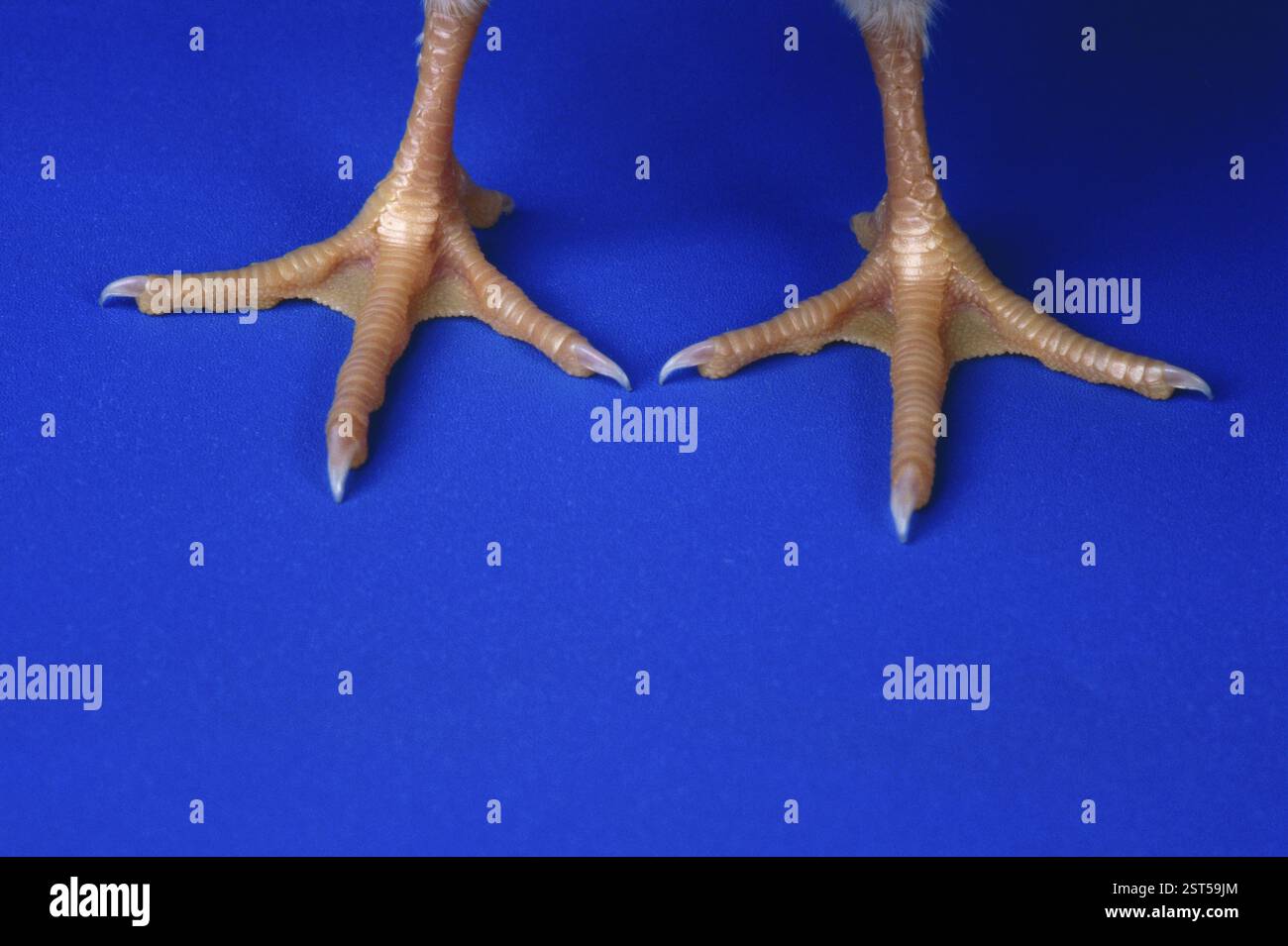 Poultry, Detail of Chicks of Legs Stock Photo - Alamy