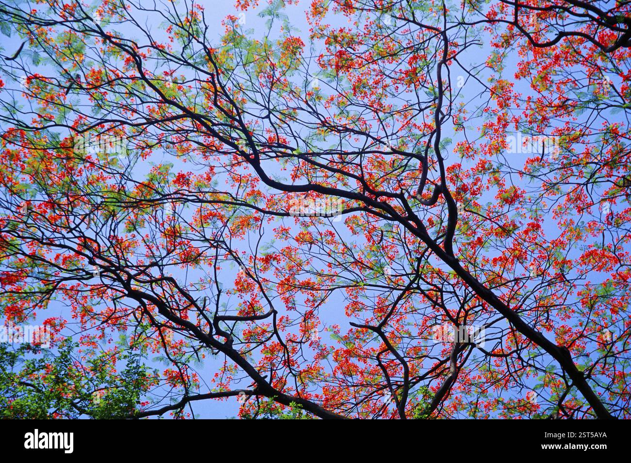 Gul Mohur flowers Delonix regia, mumbai bombay, maharashtra, india ...