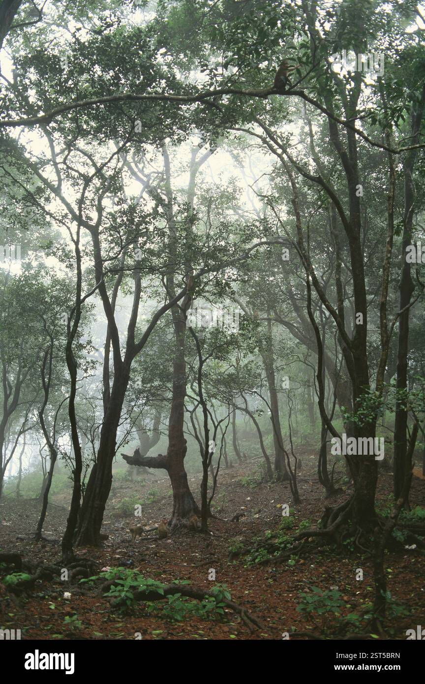 Trees in dense jungle, matheran, maharashtra, india Stock Photo - Alamy