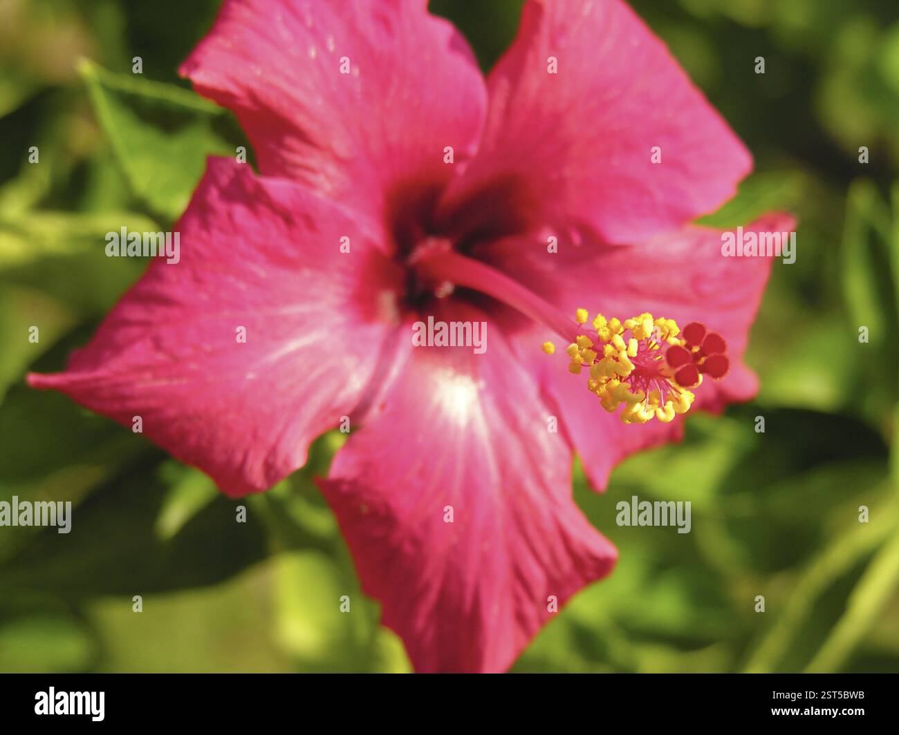 Hibiscus, Varun Farm House, Panvel, Maharashtra, India, Asia Stock ...