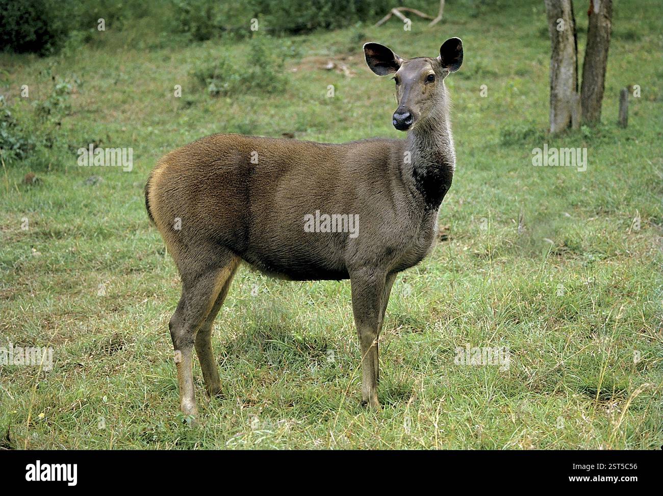 Sambar (Stag and does) cervus unicolor, Bandipur wildlife sanctuary ...