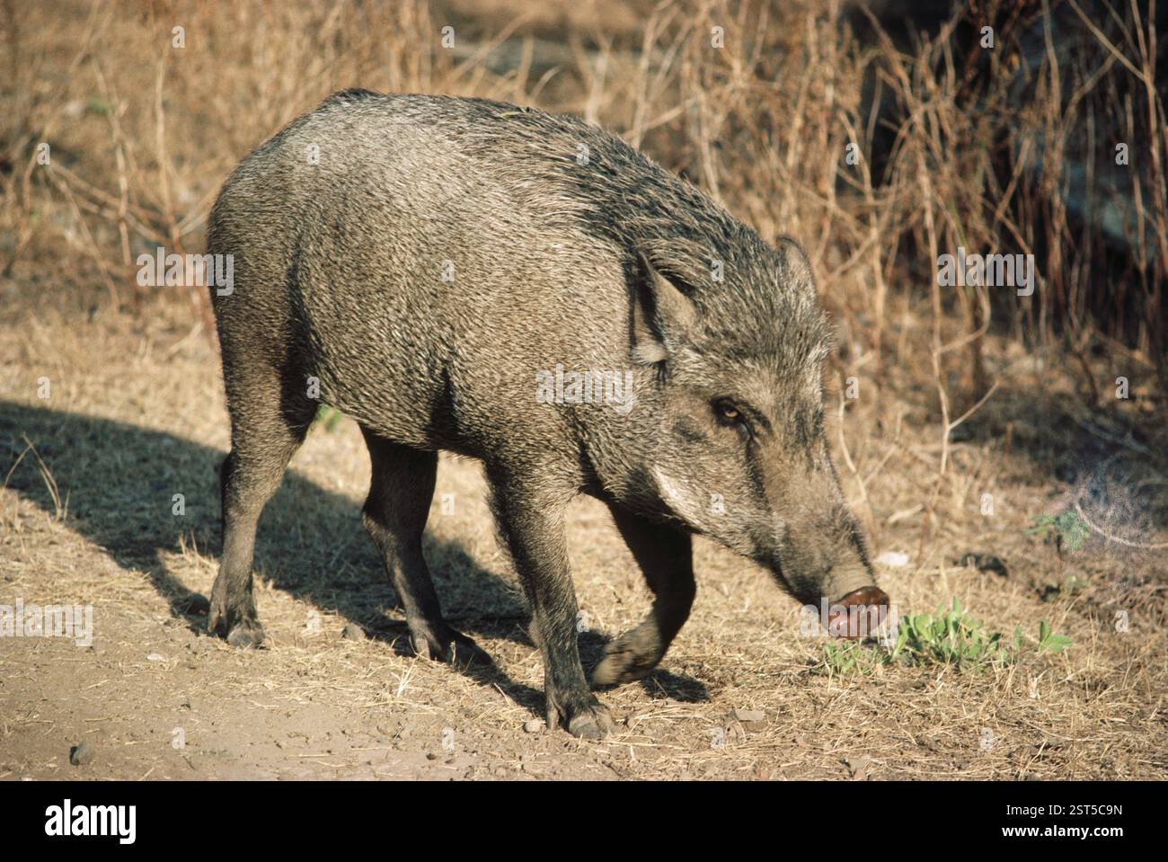 Wild Boar Sus scrofa cristatus, India, Asia Stock Photo - Alamy