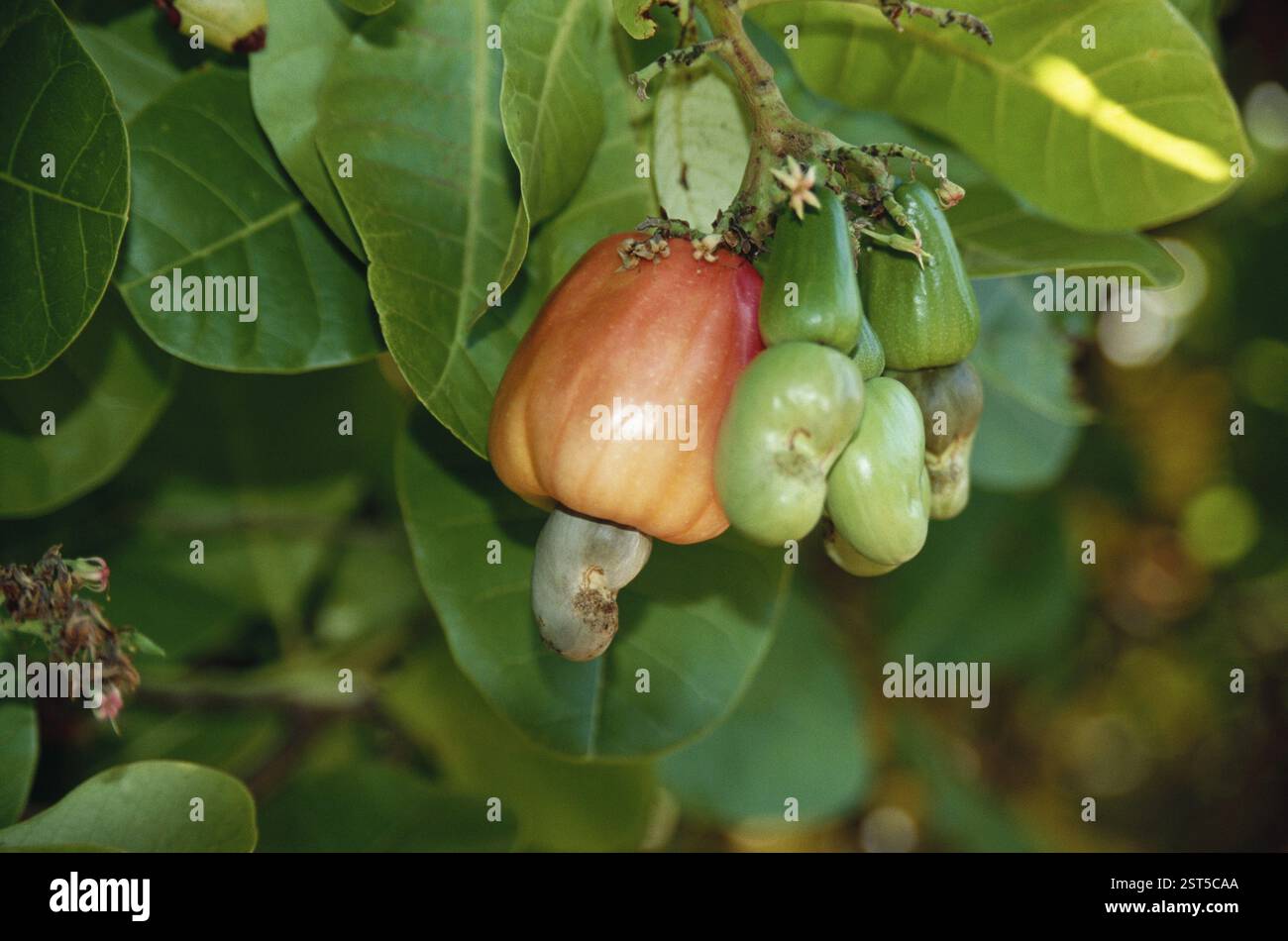 Fruits, Cashew nuts growing on branch in field, konkan, maharashtra, india Stock Photo - Alamy