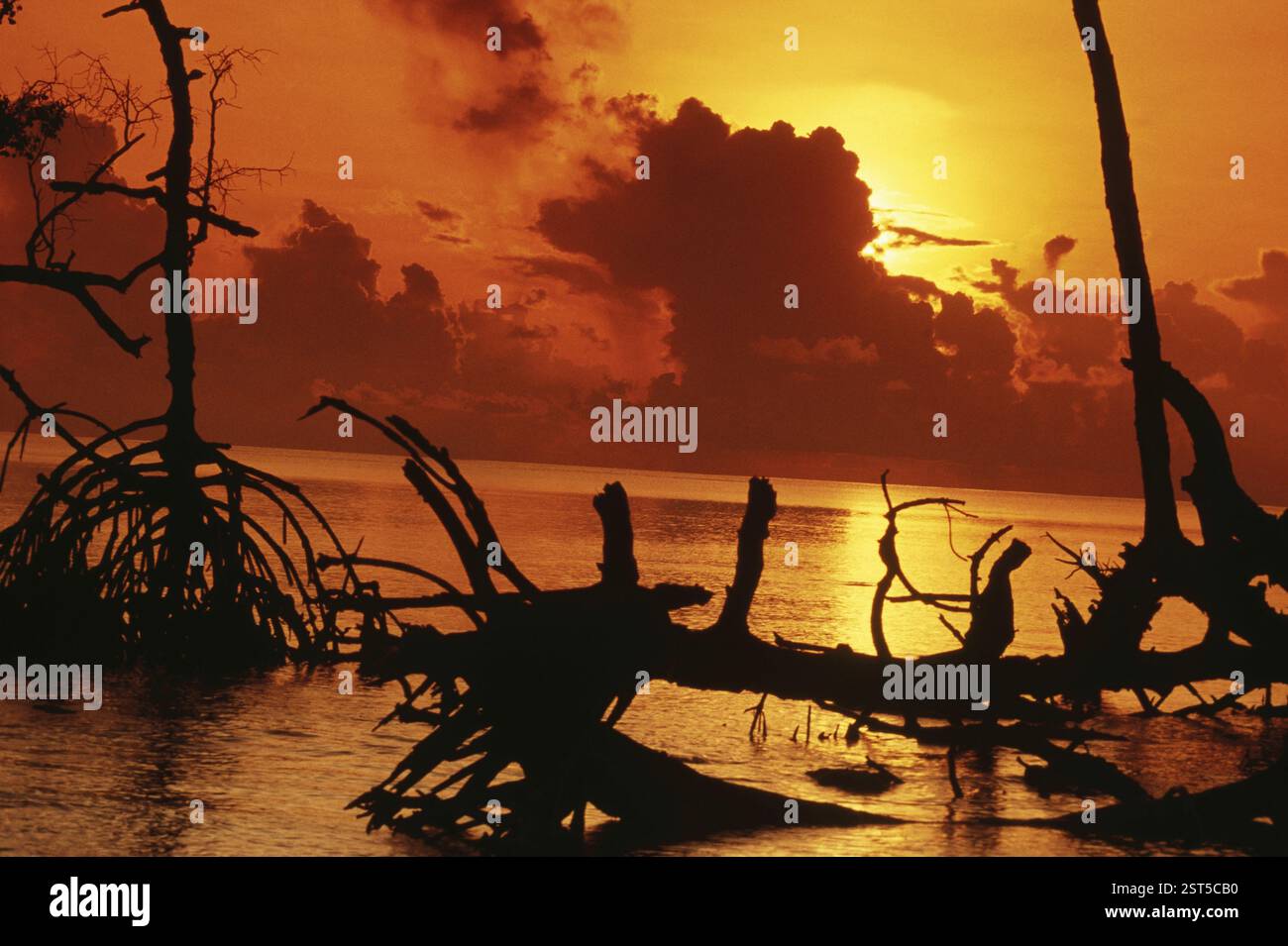Sunrise, mangroves, andaman island, india Stock Photo - Alamy