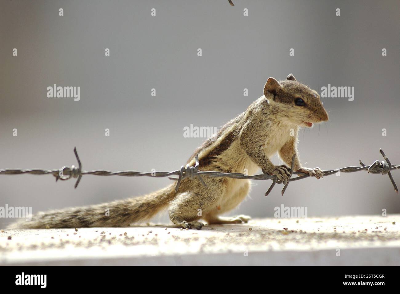Squirrel seeing (five palm Squirrel Funambulus pennanti Stock Photo - Alamy
