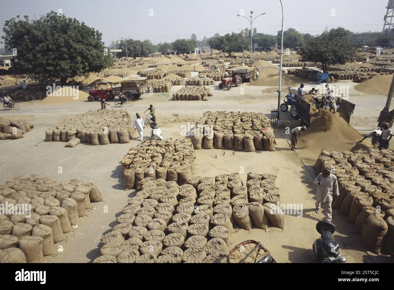 Rice grain being unloaded in grain mandi, punjab, india Stock Photo - Alamy