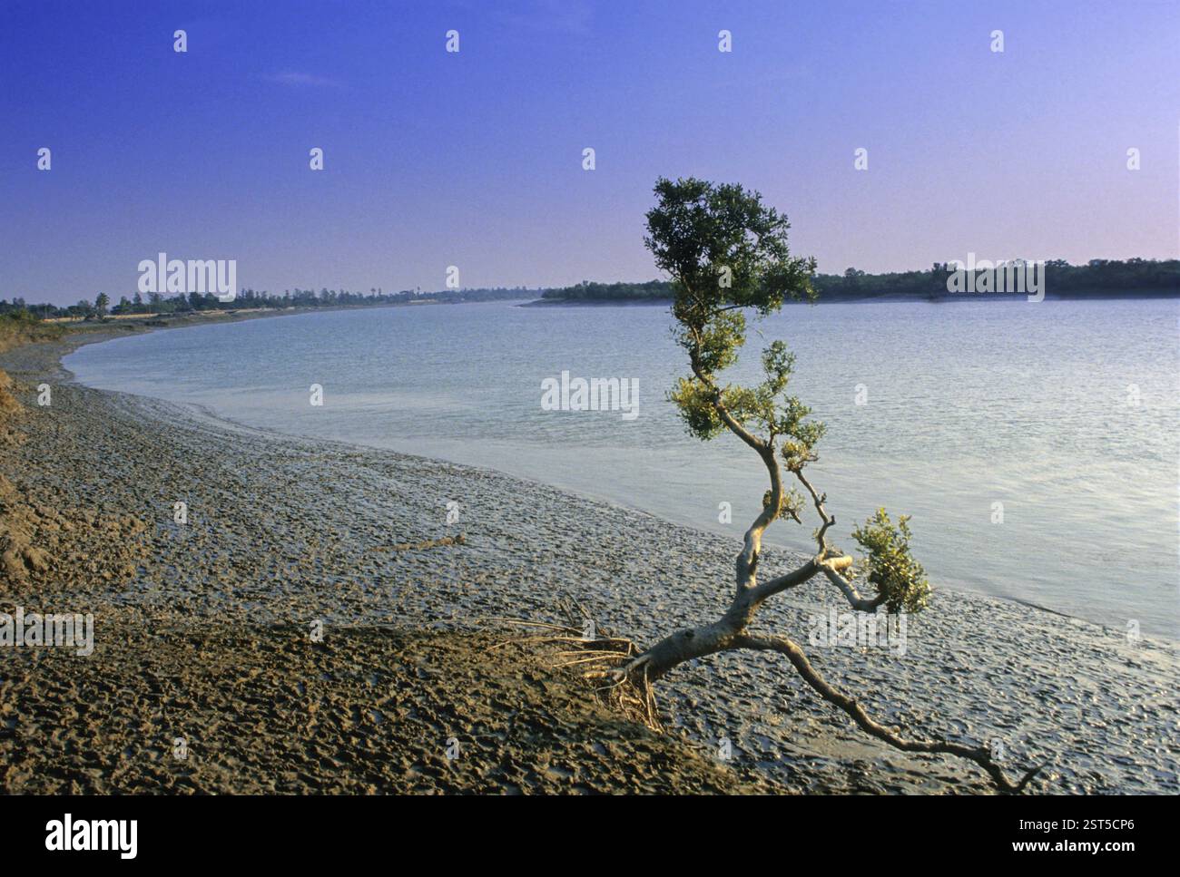 Lone tree on mud, Sundarbans, west bengal, India, Asia Stock Photo - Alamy