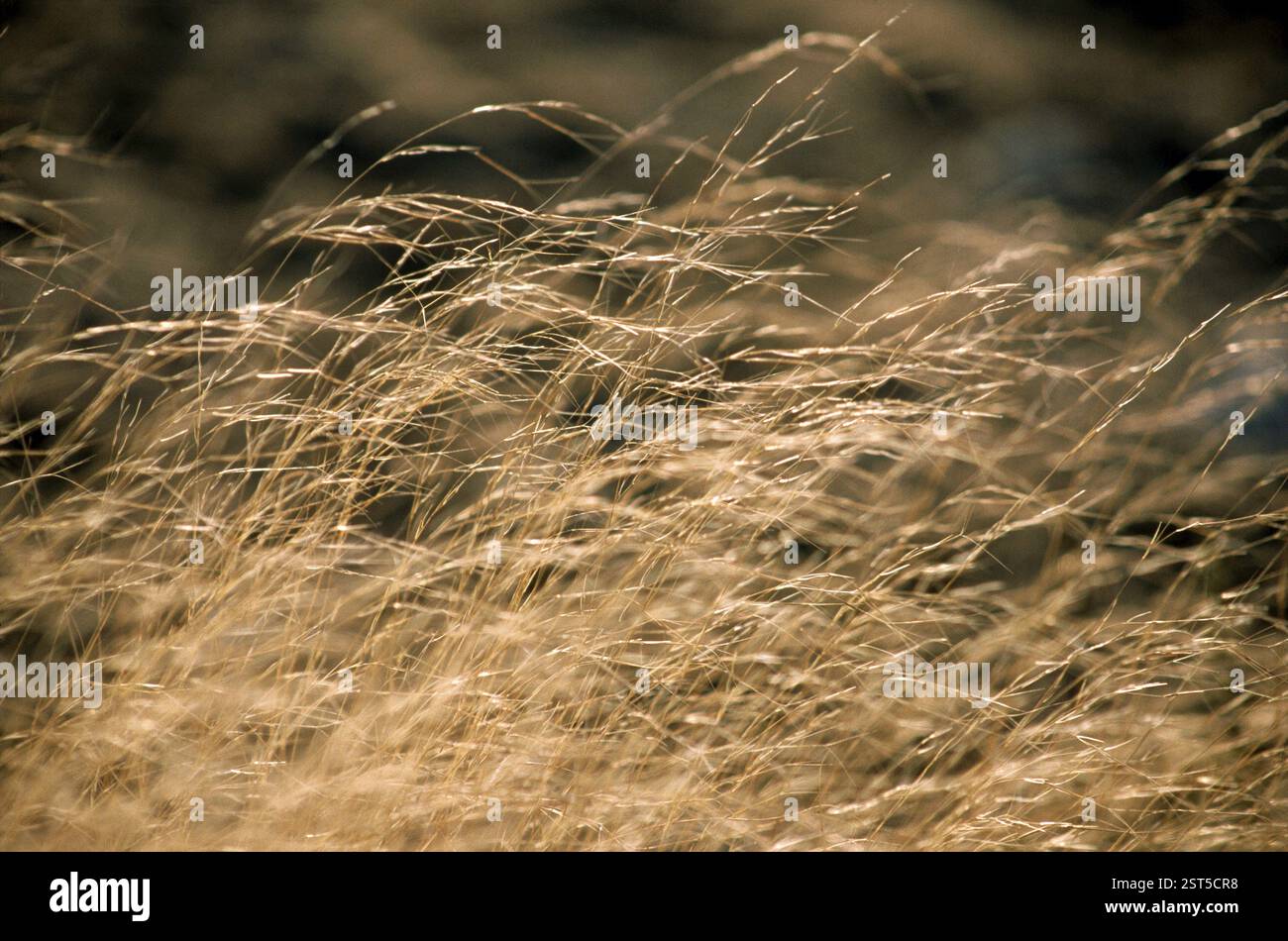 Grass blowing in wind Stock Photo - Alamy