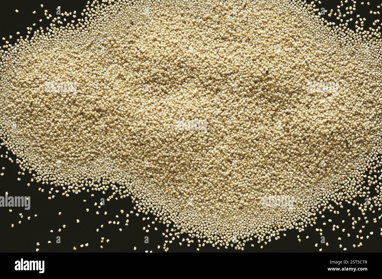 Spices, poppy seeds, khuskhus, india Stock Photo - Alamy
