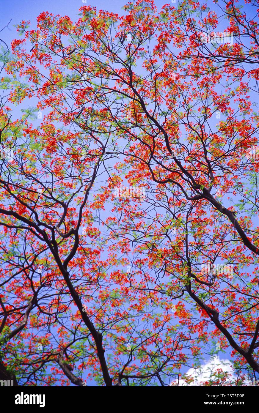 Gul Mohur flowers Delonix regia, mumbai bombay, maharashtra, india ...