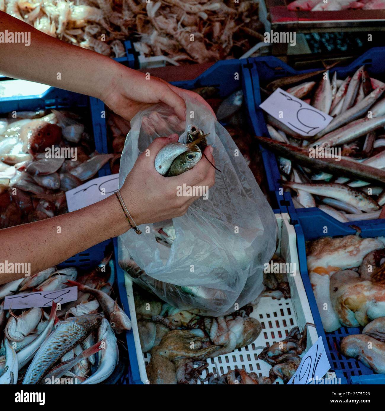 Bagged up and ready to cook: scaly handful of silvery fish goes into ...