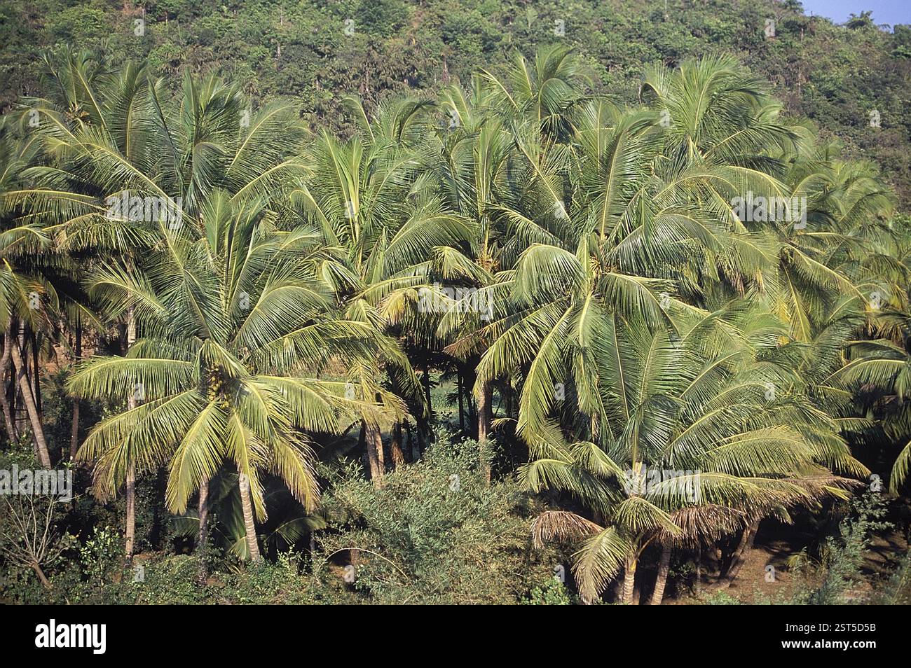 Coconut Trees, Malvan, Maharashtra, India, Asia Stock Photo - Alamy