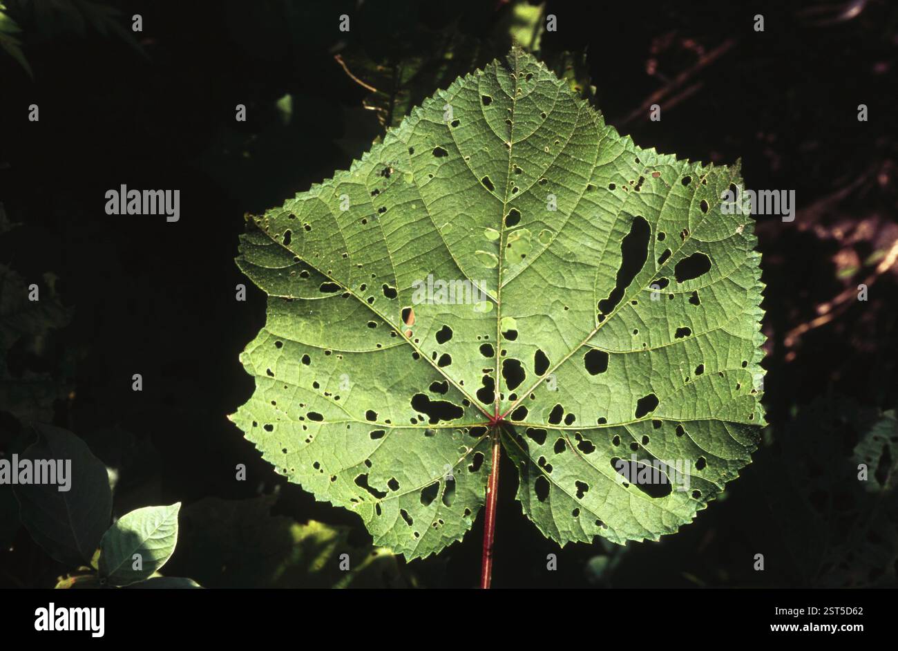 Leaf nibble by worm insects in forest, baneshwar, pune, maharashtra ...