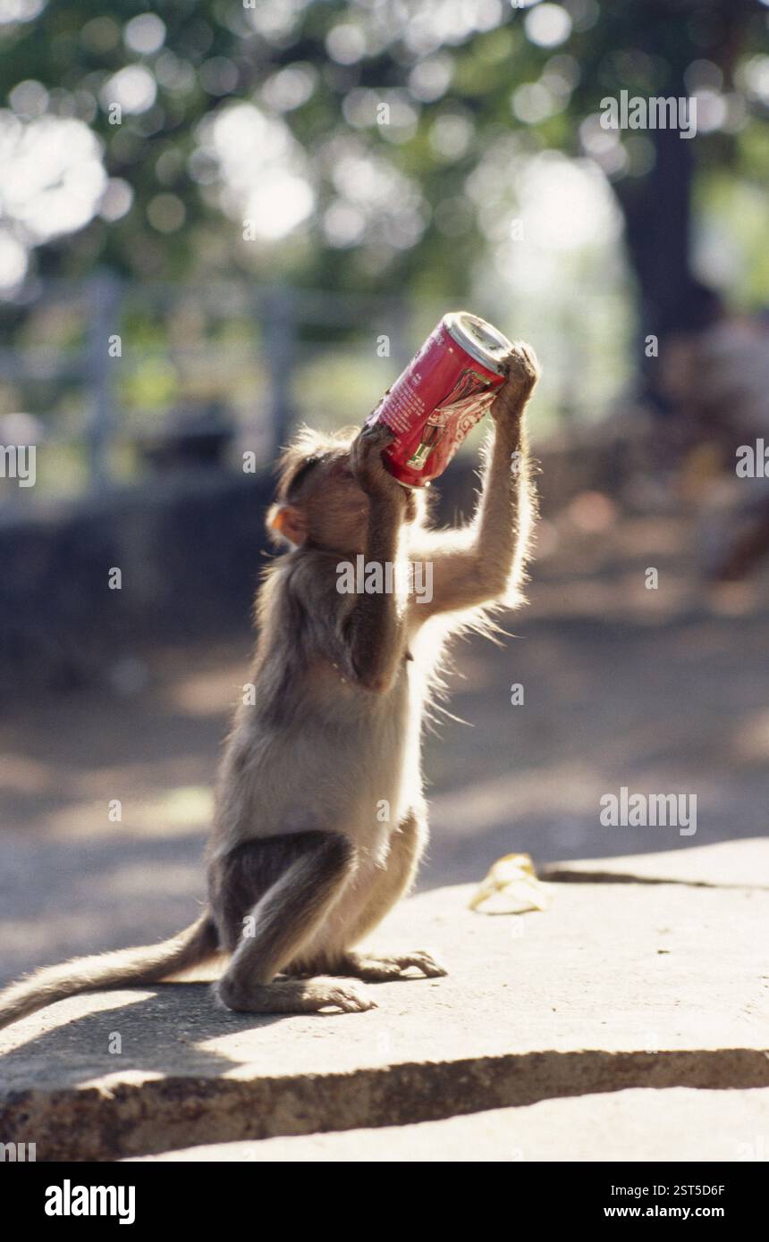 Monkey drinking cola hi-res stock photography and images - Alamy