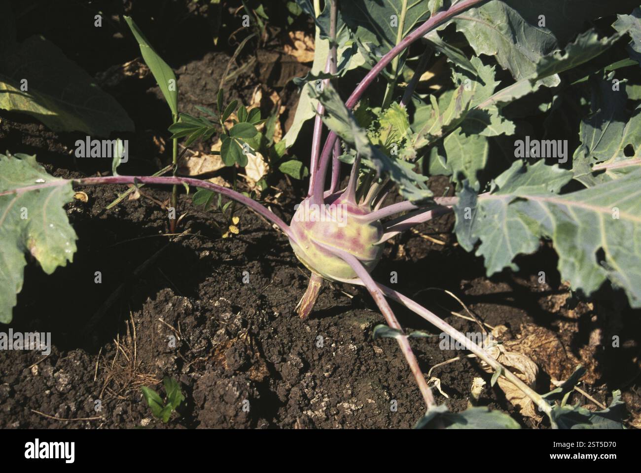 Vegetable, turnip growing in field, maharashtra, india Stock Photo - Alamy