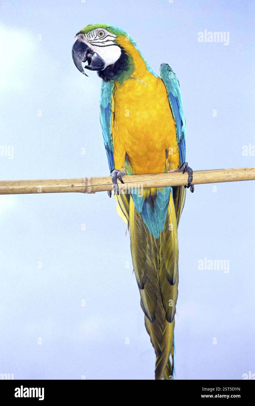 Zoo mumbai hi-res stock photography and images - Alamy