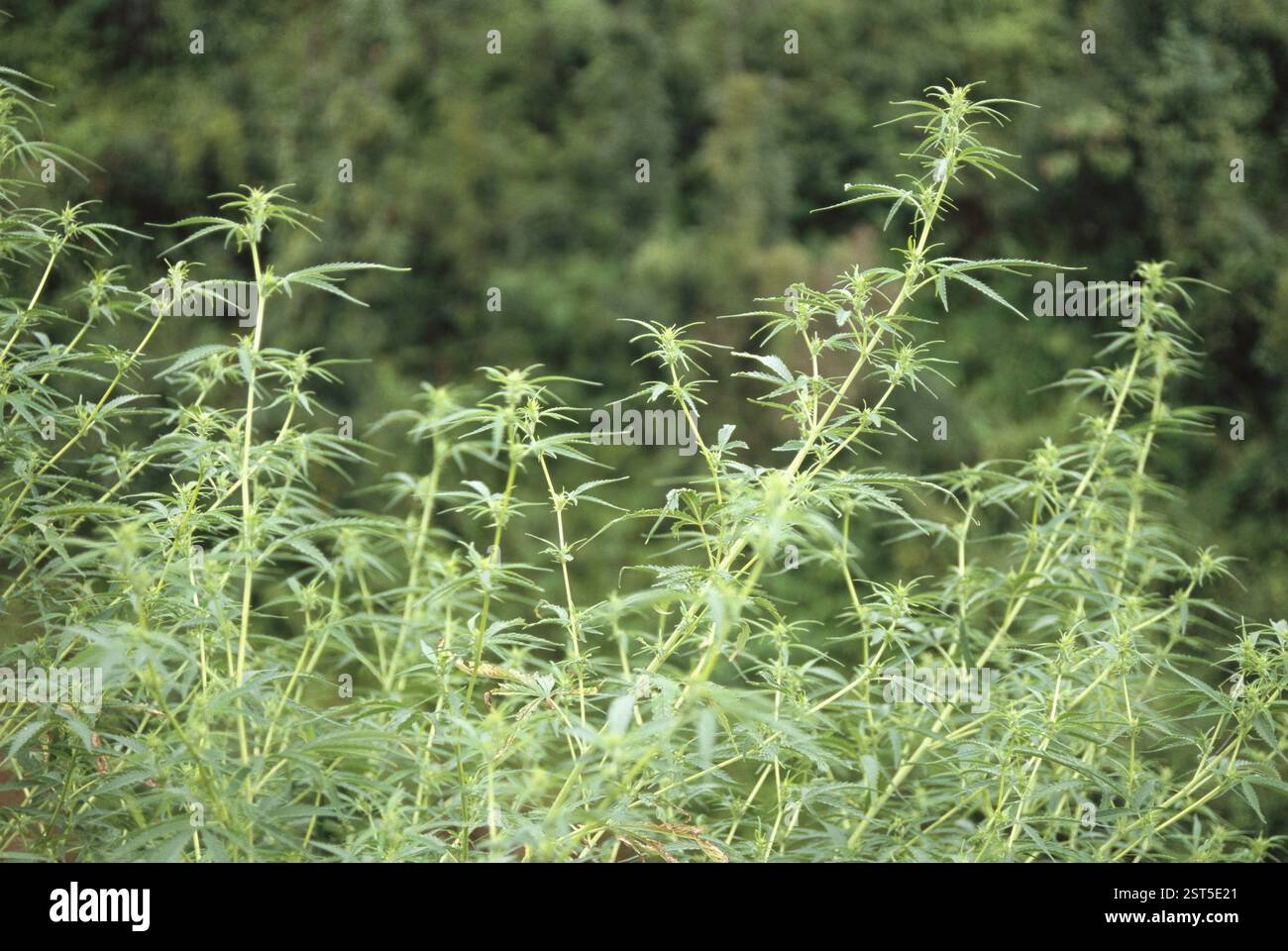 Cannibis plant, marijuana, koti, himachal pradesh, india Stock Photo ...