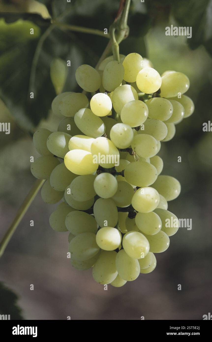 Fruits, food, bunch of grapes hanging on vines growing in field, Nasik ...