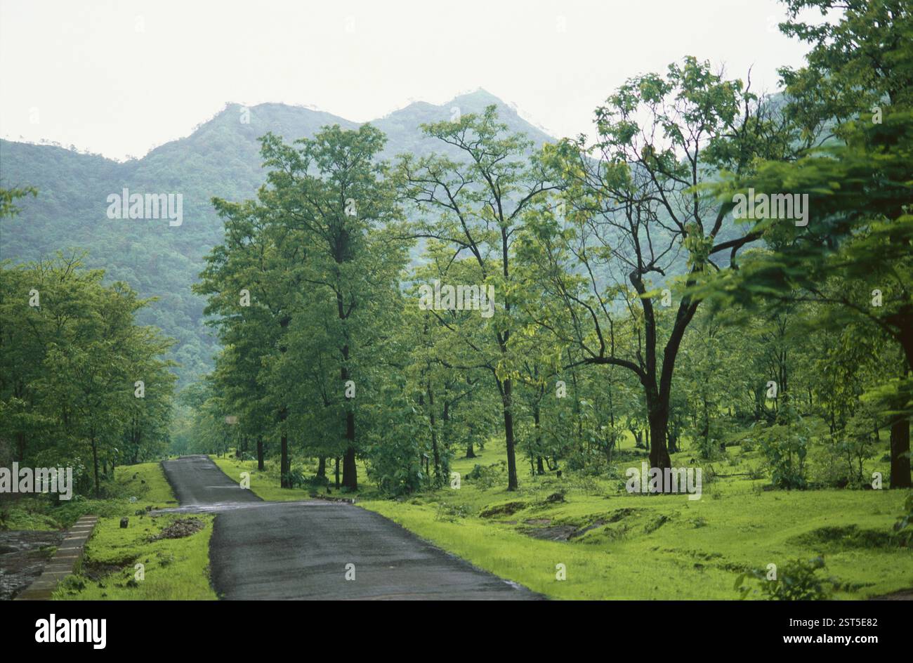 Road in monsoon, Asangaon Pivli, Maharashtra, India, Asia Stock Photo ...