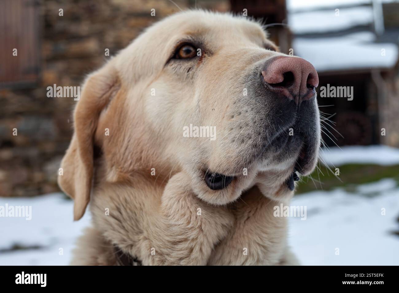 Labrador dog frost hi-res stock photography and images - Alamy